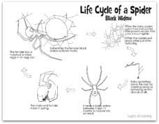 Life Cycle of a Spider Printable Lesson - Layers of Learning